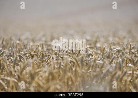 Golden Ripe Wheat Field Glowing At Sunset During Summer Harvest Season ...