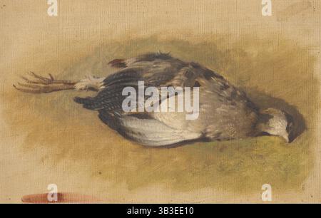Sketch of a Dead Partridge 1840 by Friedrich Carl von Scheidlin Stock ...