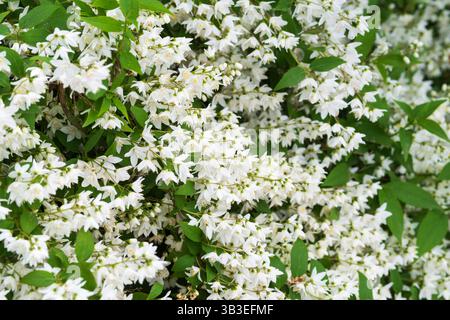 Mayflower bush (Deutzia gracilis) with blossom Stock Photo - Alamy