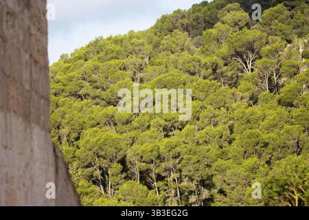 typical rolling hills with trees and short grass and paths in Menorca ...