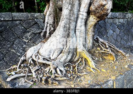tree roots Kyoto Gyoen National Garden Kyoto Japan Stock Photo - Alamy