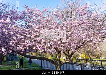 Pink cherry blossoms, sakura blossoms Stock Photo - Alamy