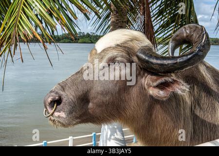 The famous Water Buffalo called the german buffalo at Soure on Marajo ...