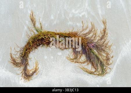 Stringy seaweed washed on Ballywalter beach Stock Photo - Alamy