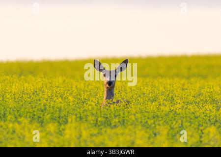 A head of a deer popping up through the tall yellow canola fields in ...