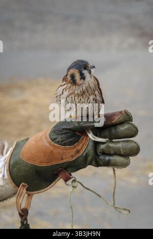 A closeup view of an American kestrel perched on a branch in a blurred ...