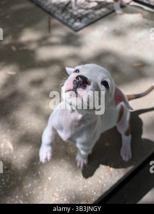 Pit Puppy Playing Stock Photo - Alamy