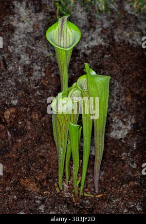 Sarracenia flava, yellow pitcherplant Stock Photo - Alamy