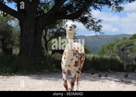 Argentina Cordoba Tatu Carreta Park Wildnature Stock Photo - Alamy