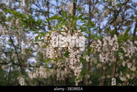 Black locust tree blooming in the spring. Robinia pseudoacacia white ...