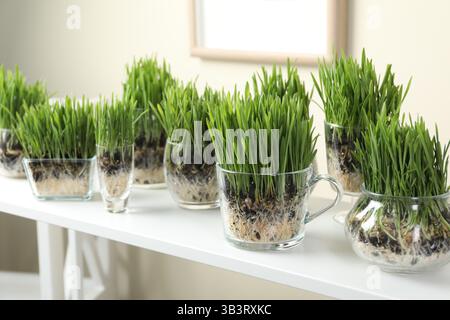 Pots with wheat grass on shelf indoors Stock Photo - Alamy