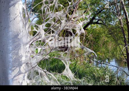 Raupen an Laubgehölzen Befall von einem Baum mit der Gespinstmotte und ...
