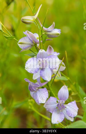 doubtful knight's-spur (Delphinium ajacis) Plantae Stock Photo - Alamy