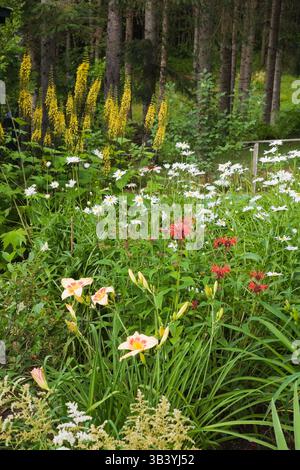 Ligularia 'The Rocket', yellow Hemerocallis (Daylily Stock Photo - Alamy