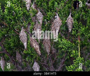 Bagworm. Cocoons of the Bagworm moth (Thyridopteryx ephemeraeformis of ...
