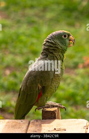 Cabin in the rainforest in Peru Stock Photo - Alamy