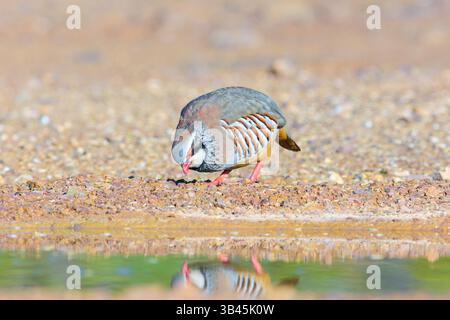 Red partridge or Alectoris rufa, galliform bird of the Phasianidae ...