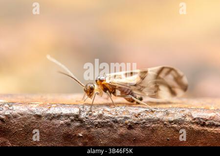 Graphopsocus cruciatus, barklouse from family Stenopsocidae, detailed ...