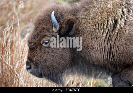 American Bison on Kodiak Island in Alaska Stock Photo - Alamy