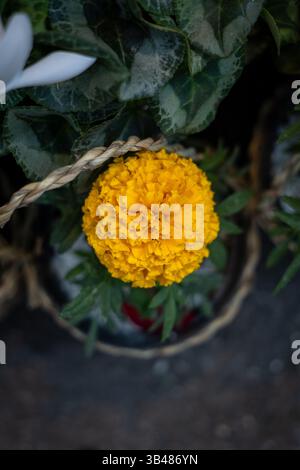 Springtime blooms in Tehran, Iran – A colorful collection of various ...
