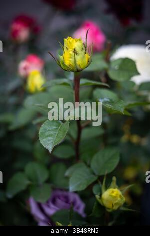 Springtime blooms in Tehran, Iran – A colorful collection of various ...