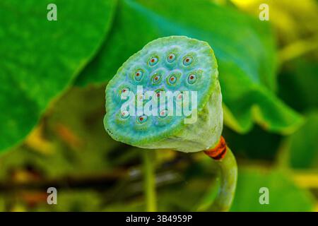 Details of a lotus flower without petals Stock Photo - Alamy