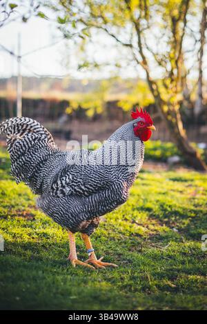 Amrock free range chicken rooster [Gallus gallus domesticus] Stock ...