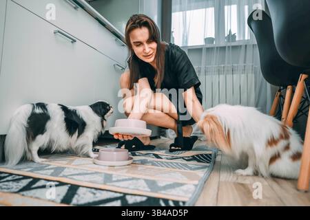 woman feeding for japanese chin in modern kitchen, pet care and ...