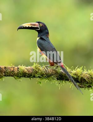 Collared Aracari toucan bird perched on branch Stock Photo - Alamy