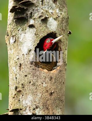 The pale-billed woodpecker (Campephilus guatemalensis) is a species of ...