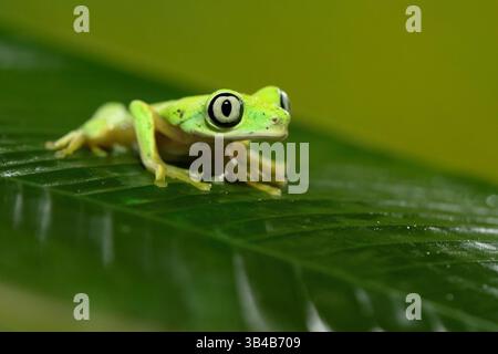 Agalychnis lemur, the lemur leaf frog or lemur frog. It is classed as ...