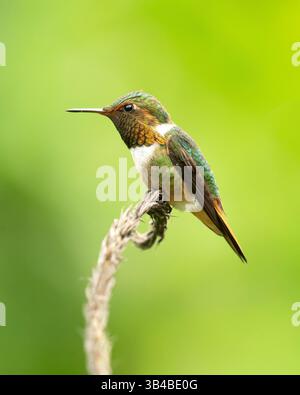 Scintillant hummingbird (Selasphorus scintilla) is a hummingbird ...