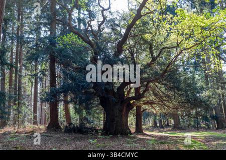 Knightwood Inclosure in the New Forest, Hampshire, England UK Stock ...
