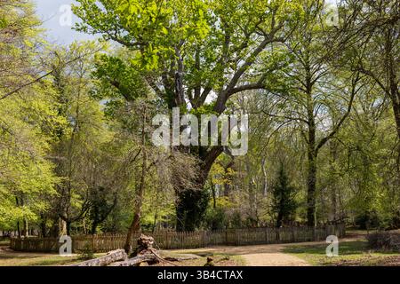 The Knightwood Oak, one of the oldest trees in the New Forest ...