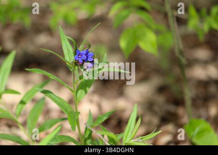 Purple Gromwell (Aegonychon purpurocaeruleum Stock Photo - Alamy