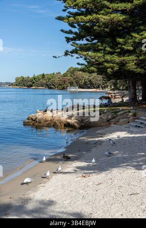 A sandy beach at Point Walter Reserve (Dyoondalup) on the Swan River ...