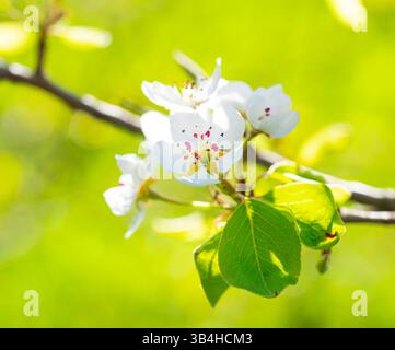 Selective closeup of a pink bud of a fruit tree Stock Photo - Alamy
