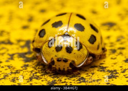 Macro photo of a yellow 22 Spotted Lady Beetle Psyllobora ...