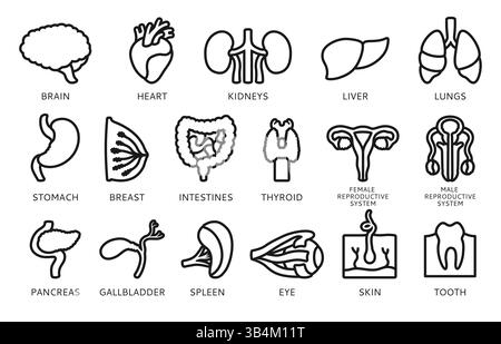 Human organs sign with names description set infographic. Silhouette ...