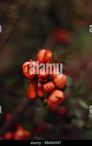 blur bokeh light effects, bokeh light, bokeh background Stock Photo - Alamy