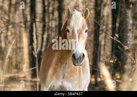 Portrait of a haflinger gelding in a forest in early spring outdoors ...