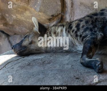 Spotted hyena lies, resting in green grass, animal in natural habitat ...