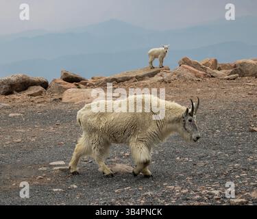 Scenic view of goats walking on the road on a mountainous background ...