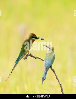 Colorful bee-eater hunts prey Stock Photo - Alamy