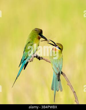 Colorful bee-eater hunts prey Stock Photo - Alamy