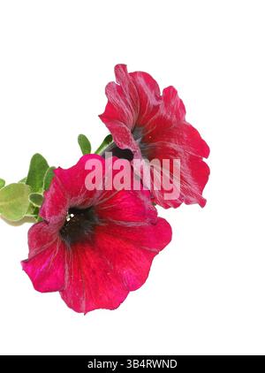 Close-up of a red and white Petunia hanging on a reed background with ...