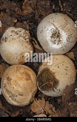 Common stinkhorn with witch's eggs Stock Photo - Alamy