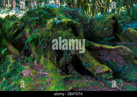 Remains of giant Cypress treee. The Giant Tree Cluster Trail leads ...