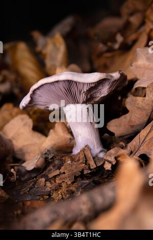 last fallen oak leaves on twig lit by sun in forest of urban park in ...