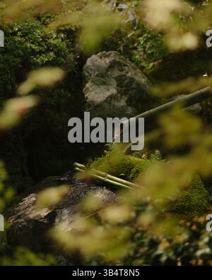 Autumn view of the tea house moss covered rocks and clipped bushes in ...